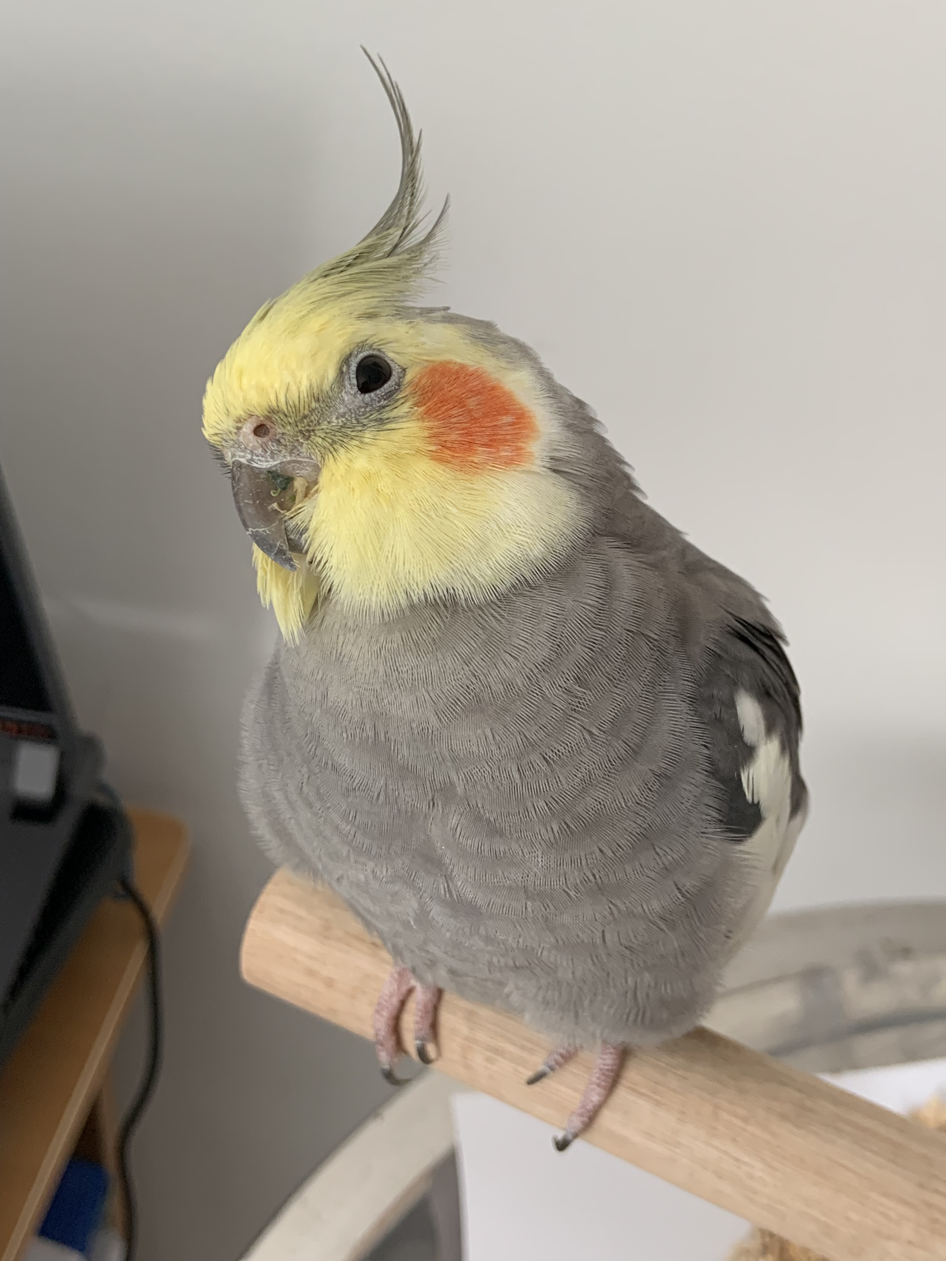 Passive Bonding: The Overlooked Parrot Bonding Technique – Best Behaved ...