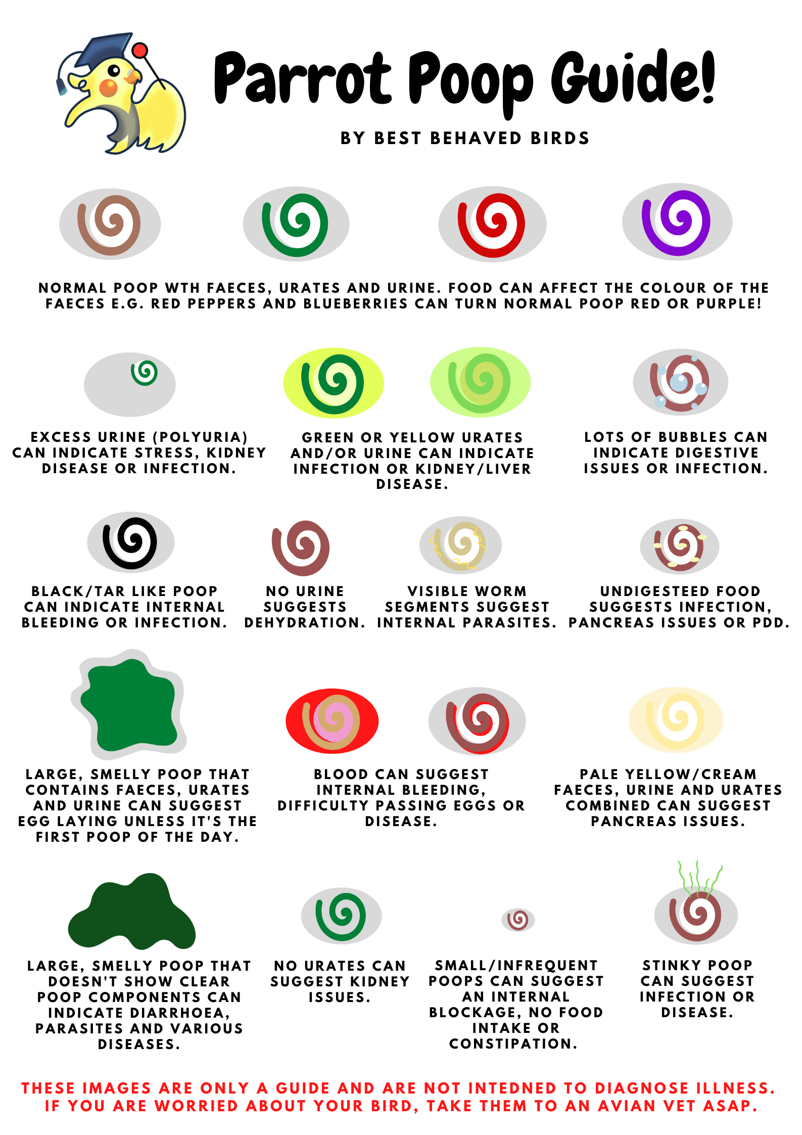 All About Parrot Poop and Parrot Poop Guide! – Best Behaved Birds