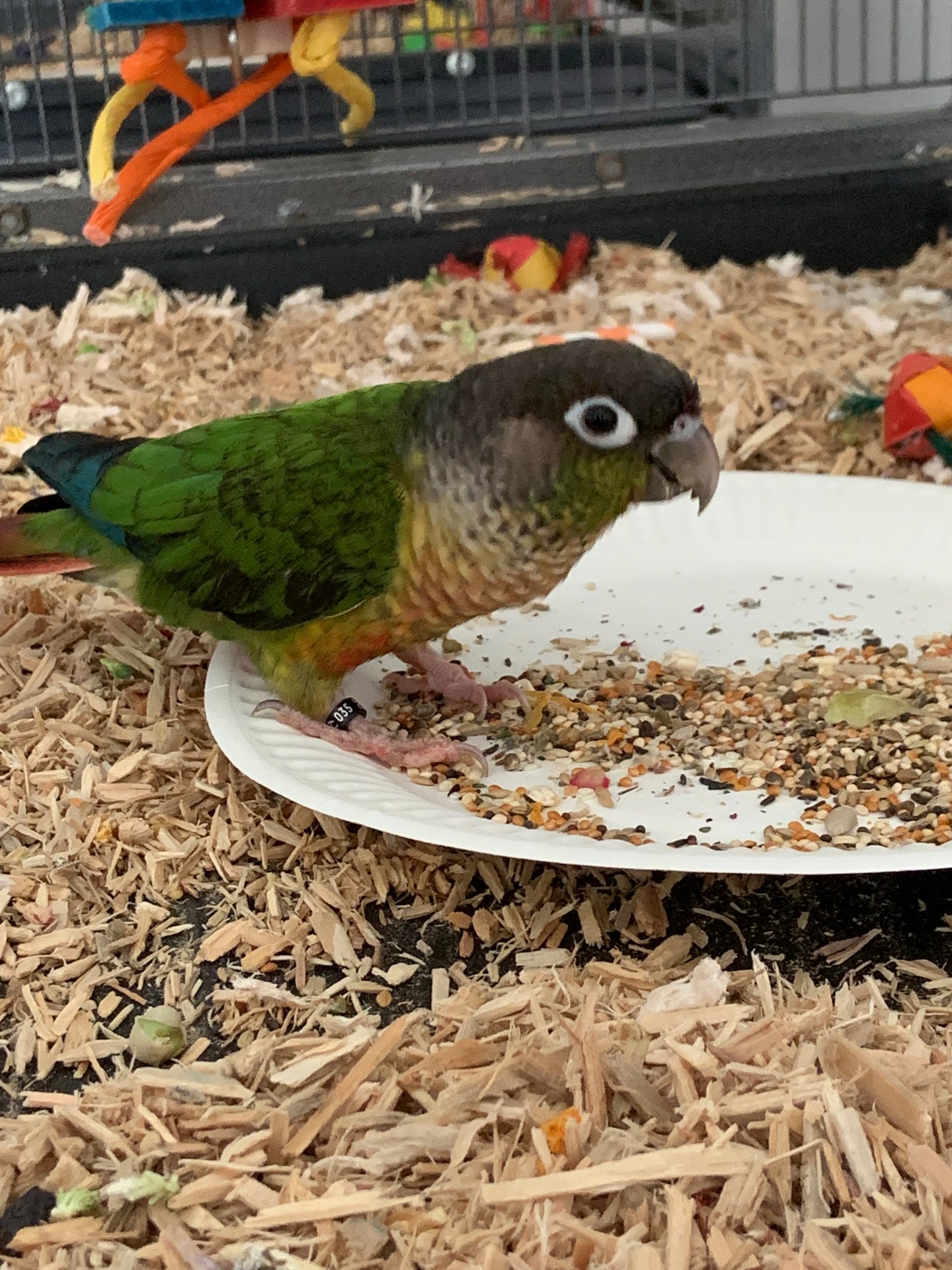 Think Outside the Bowl: Different Ways to Feed Your Bird! – Best ...