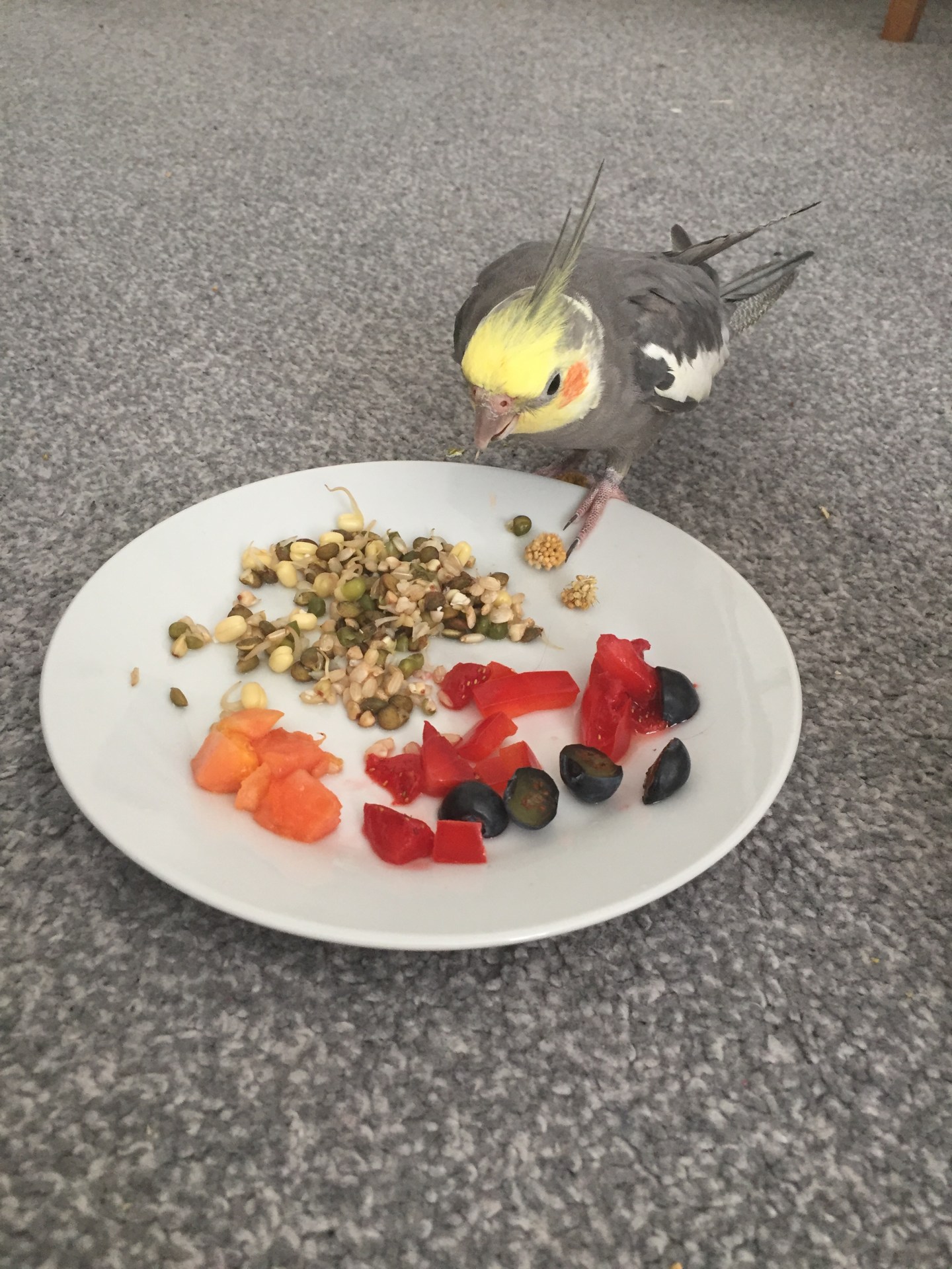 Think Outside the Bowl: Different Ways to Feed Your Bird! – Best ...