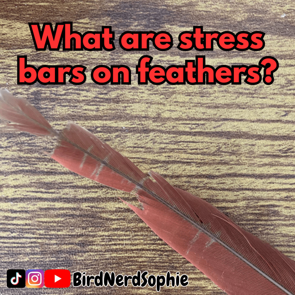 What are Stress Bars on Bird Feathers? – Best Behaved Birds