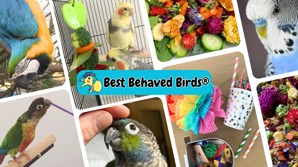 Best Behaved Birds – We offer bespoke and affordable parrot training ...